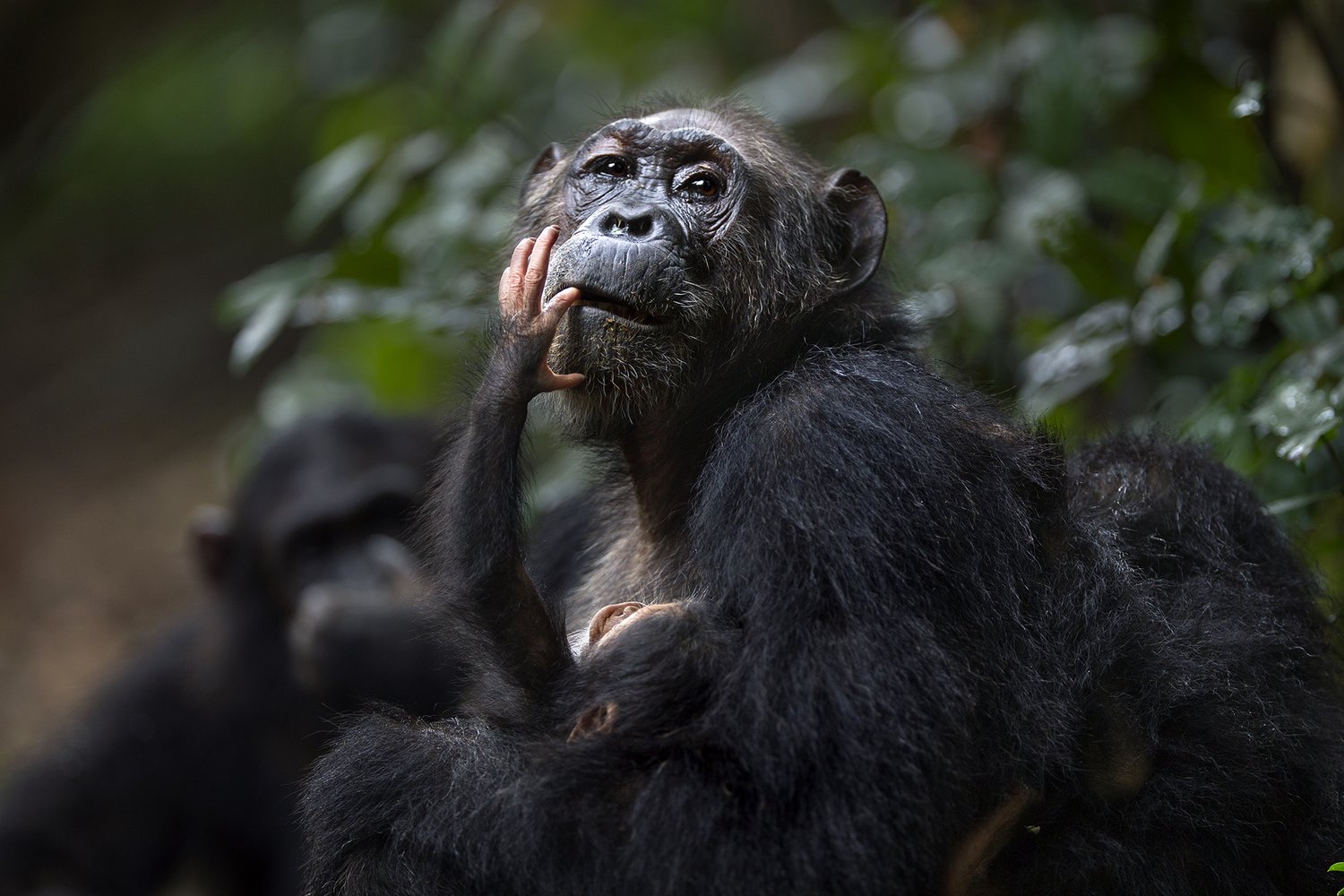 O čem spolu „mluví“ šimpanzi • RESPEKT